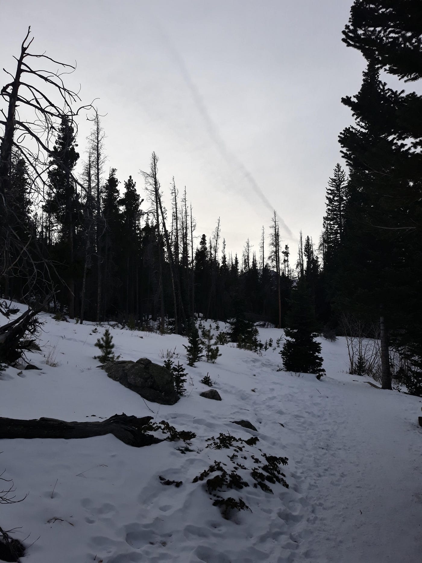 Winter Forest Background Tumblr