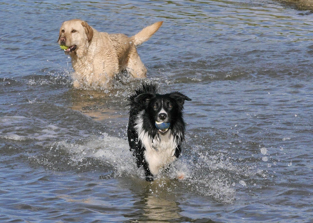 Golden Border Collie