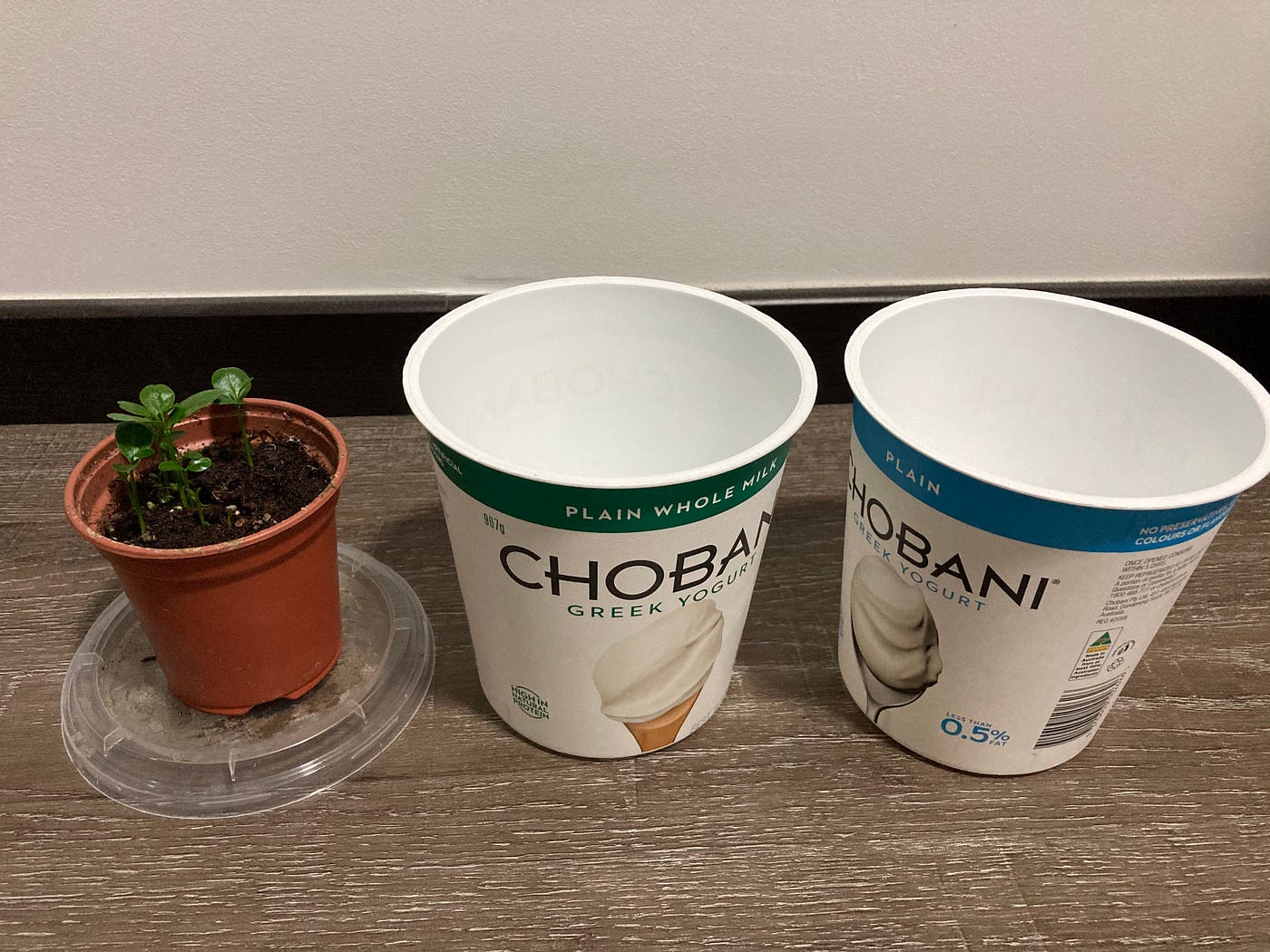 Transplanting The Little Mandarin That Grew By 000farm, 42% OFF