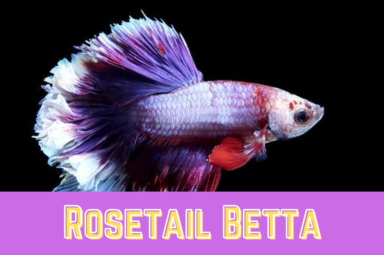 Feathertail Betta