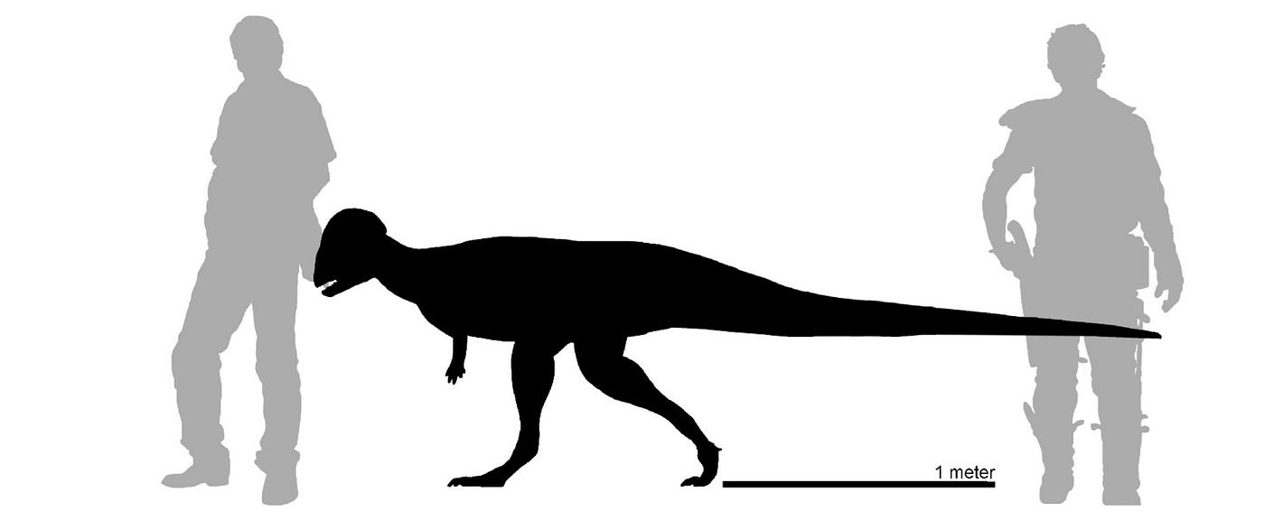 Pachycephalosaurus Size To Human