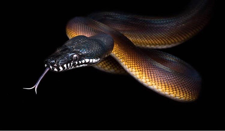 White Python Snake
