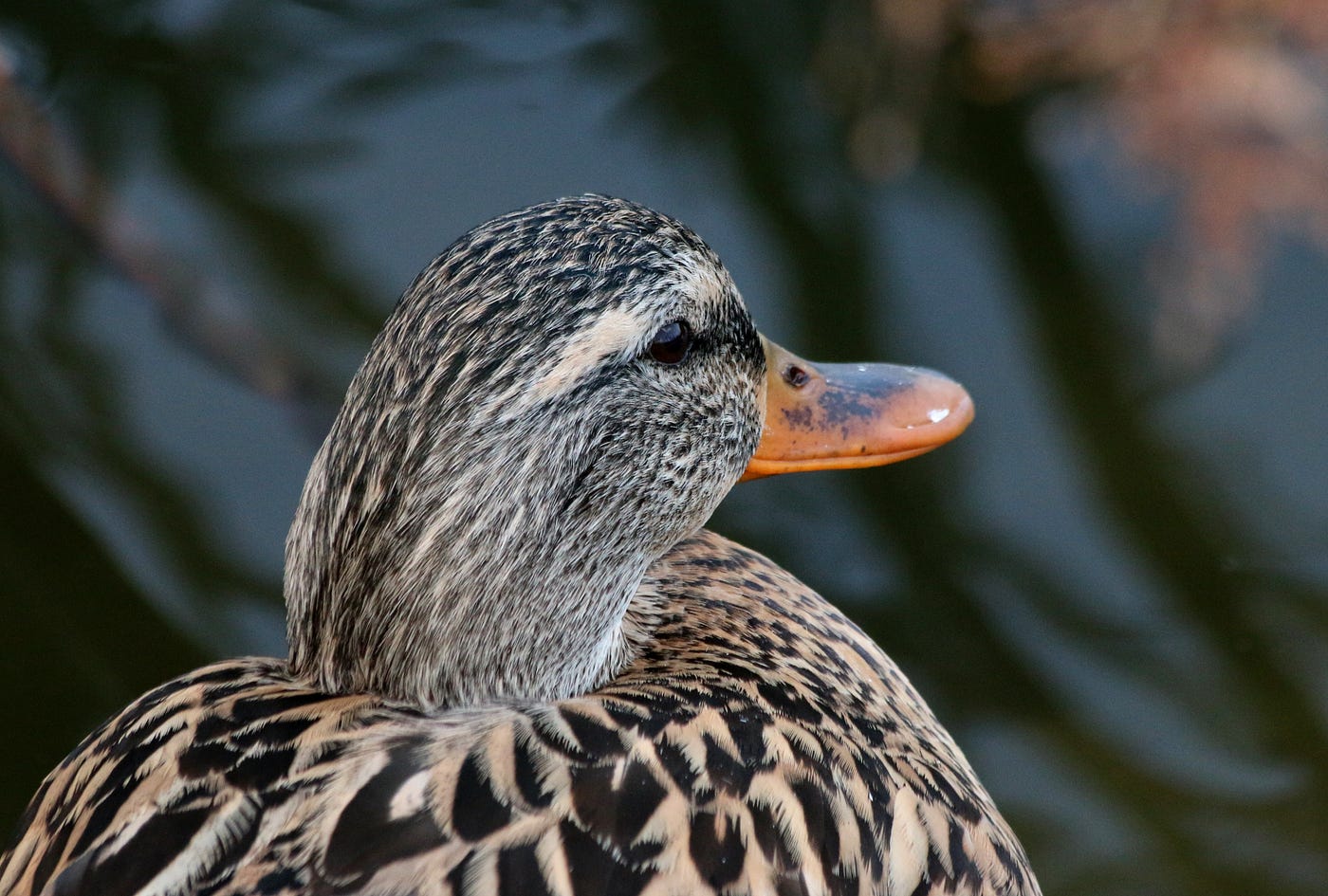 Images Of Female Mallard Ducks
