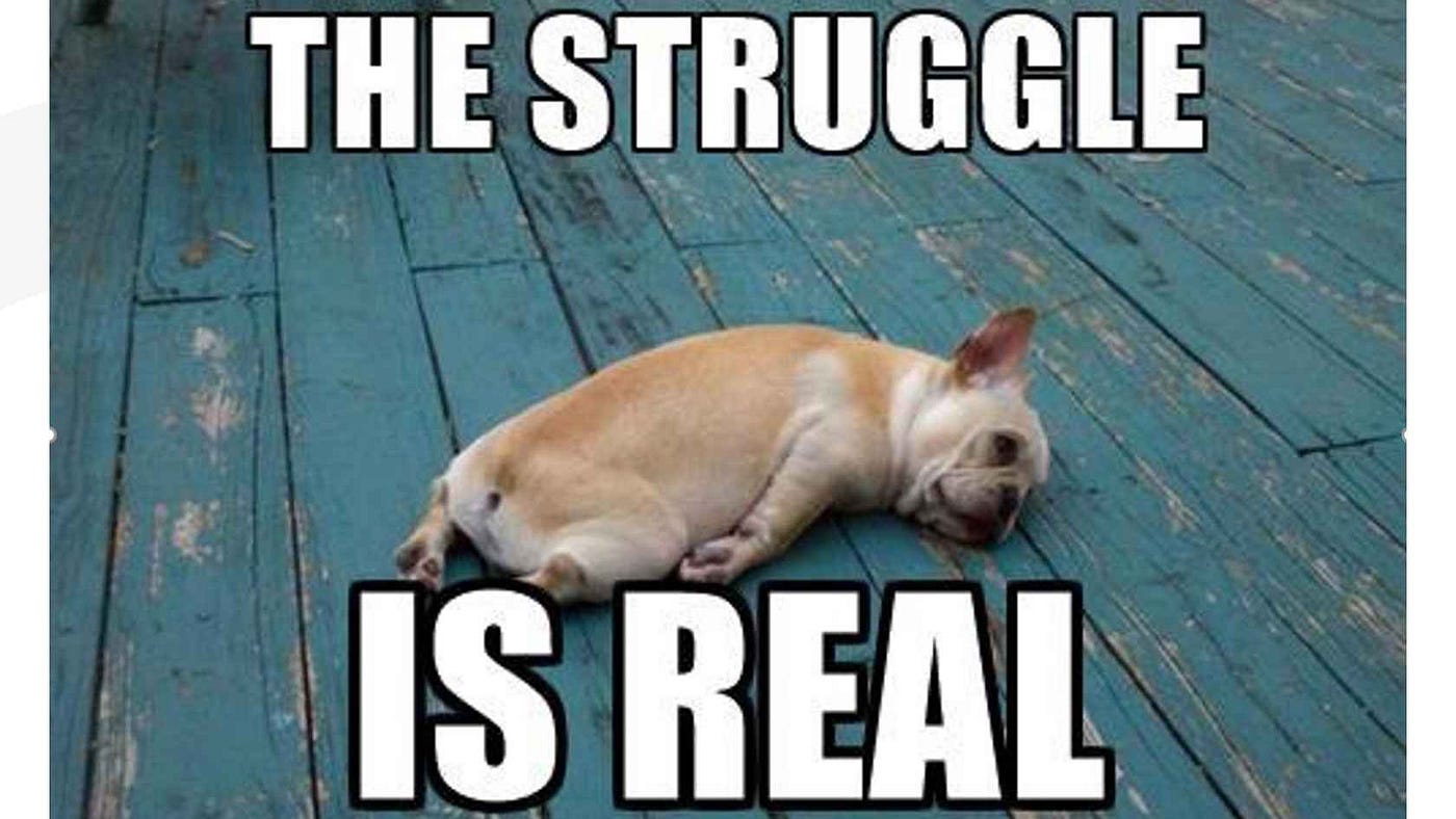 Tired Bulldog Meme