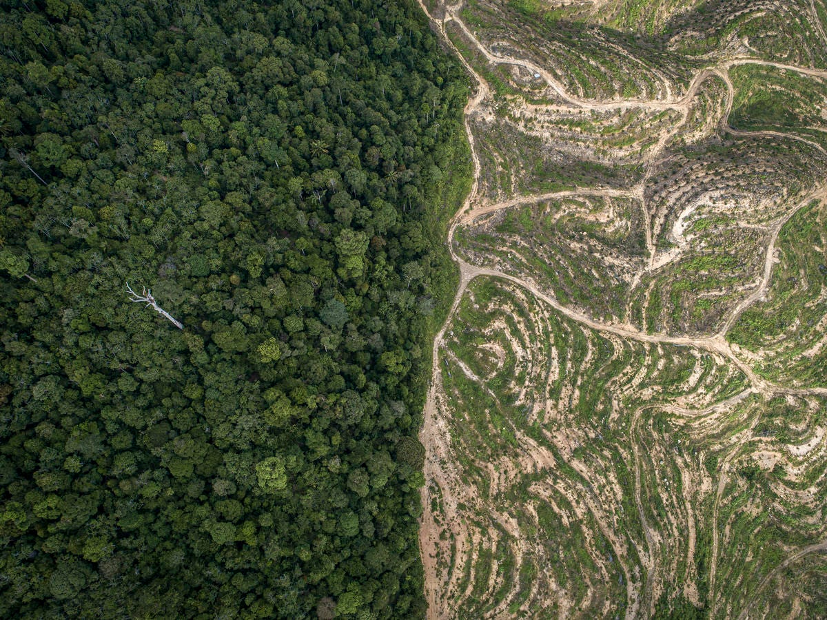 Wwf Deforestation Ads