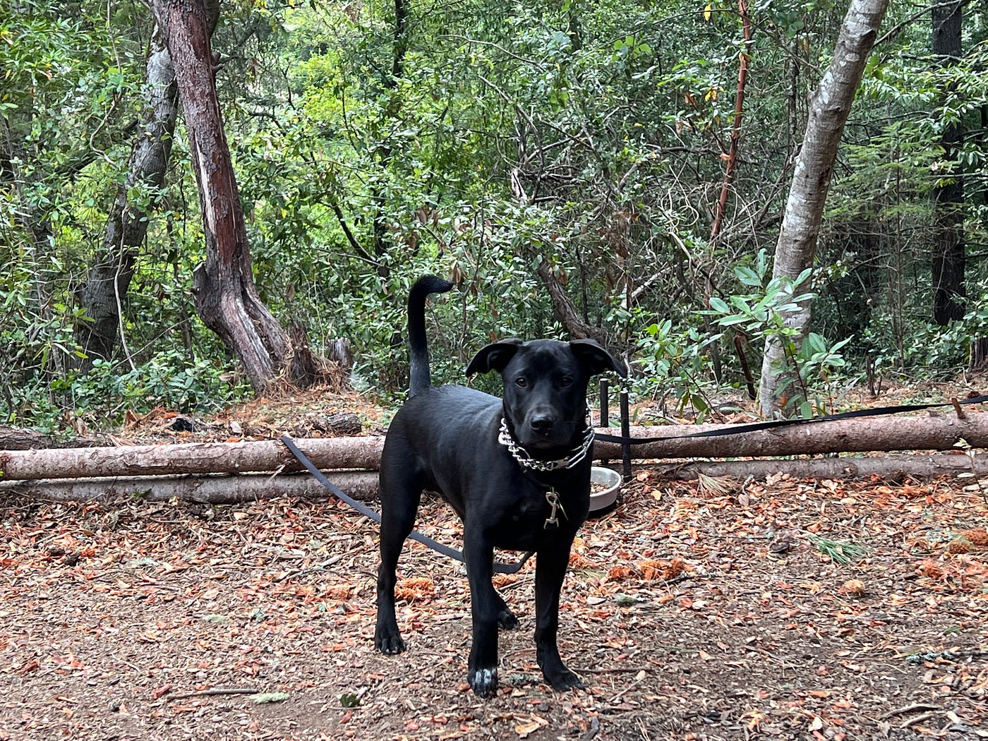 Scared Shitless Dog