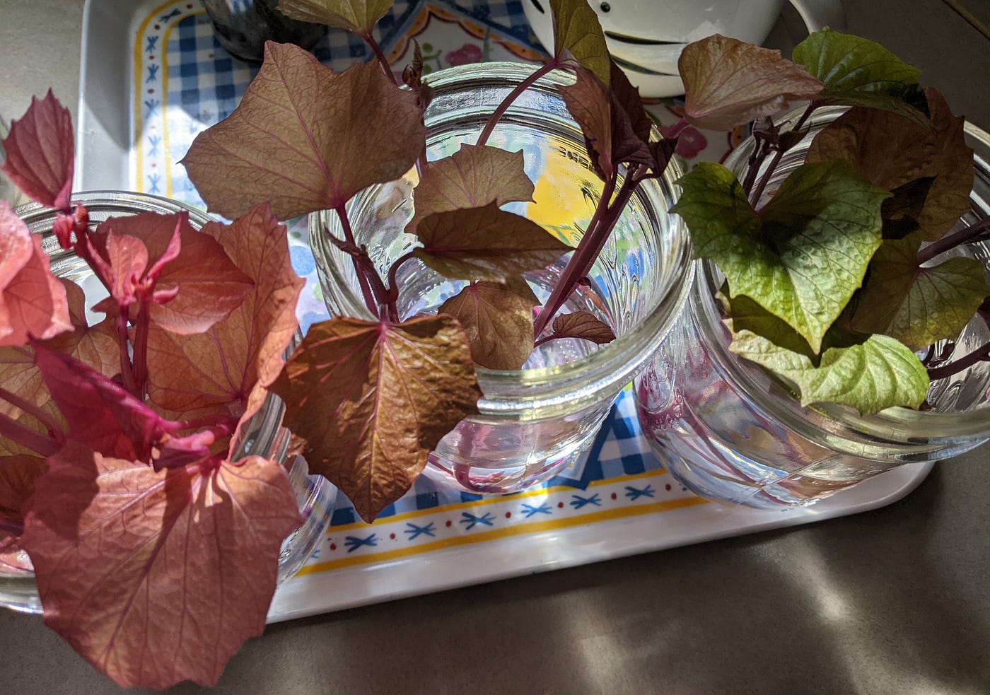 Sprouting Sweet Potato Preschool Science Experiment