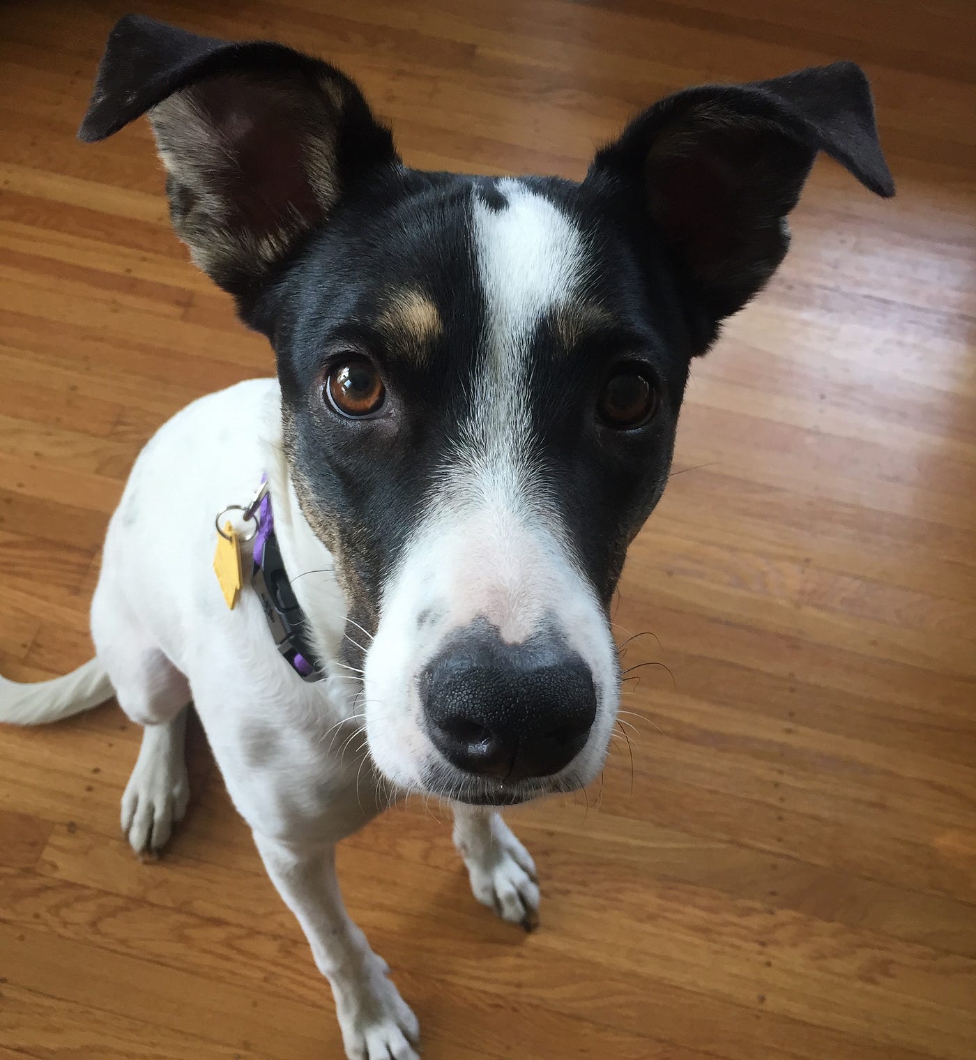 Do Dogs Release Dopamine