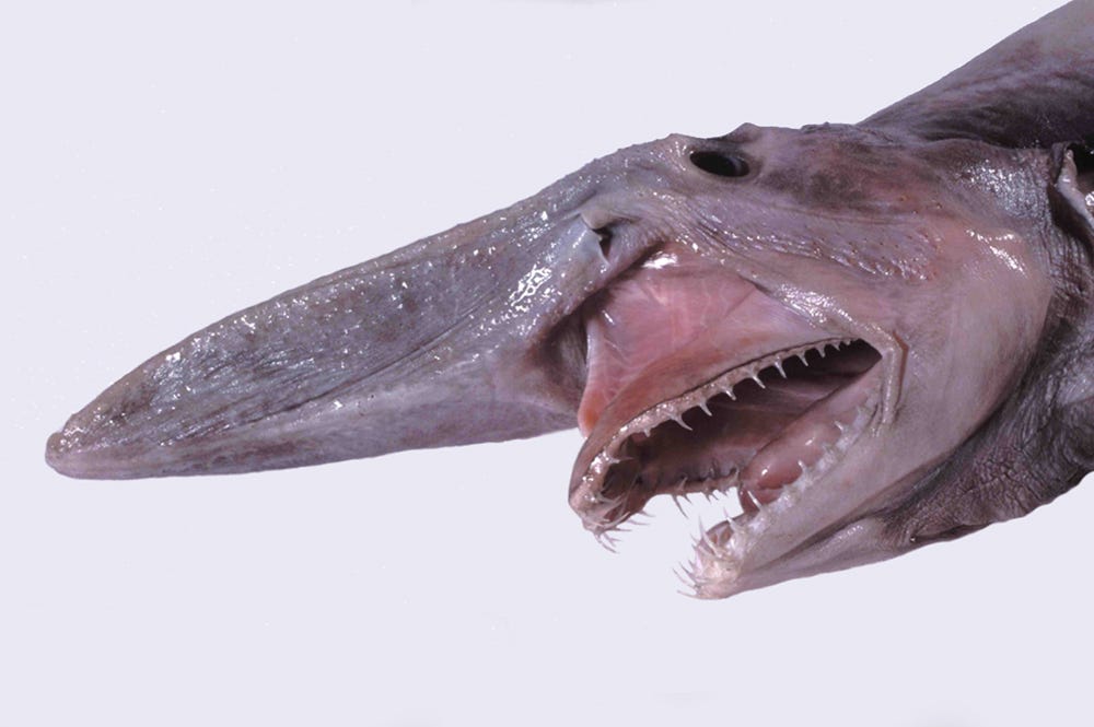 Rare Sea Creatures Of The Deep