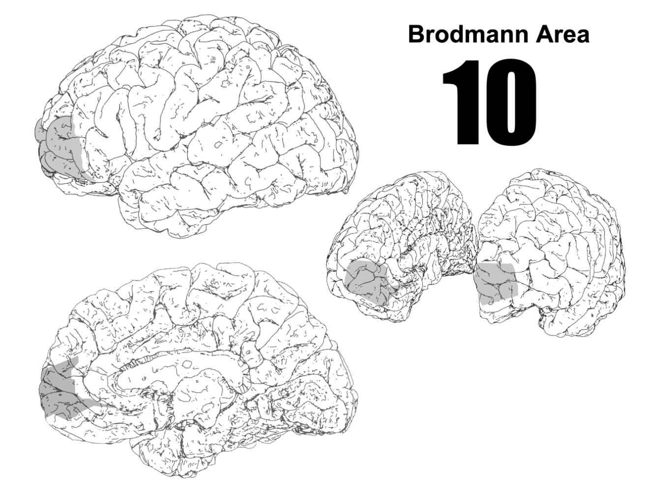 Brodmann Area 27
