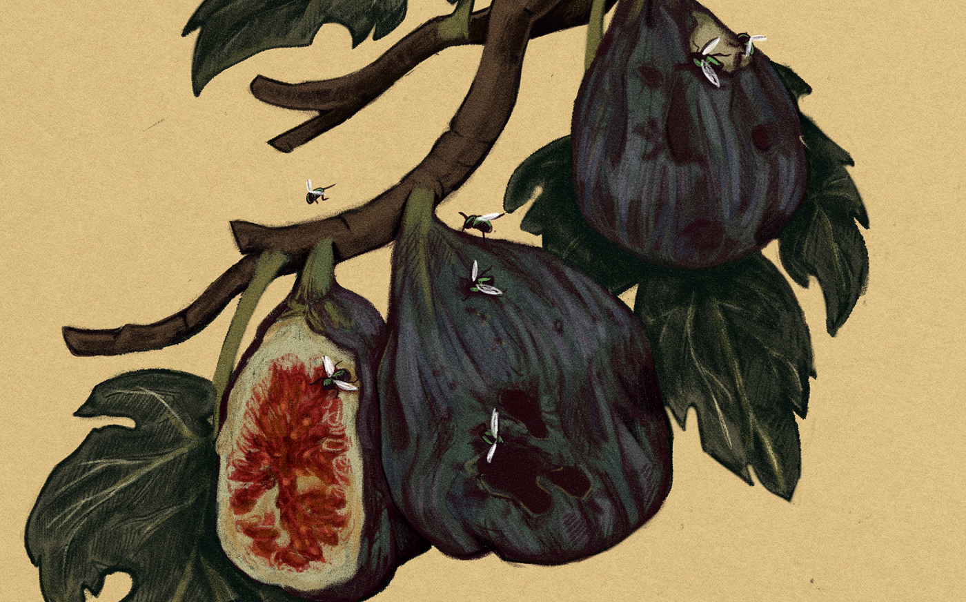 Fig Tree Sylvia Plath