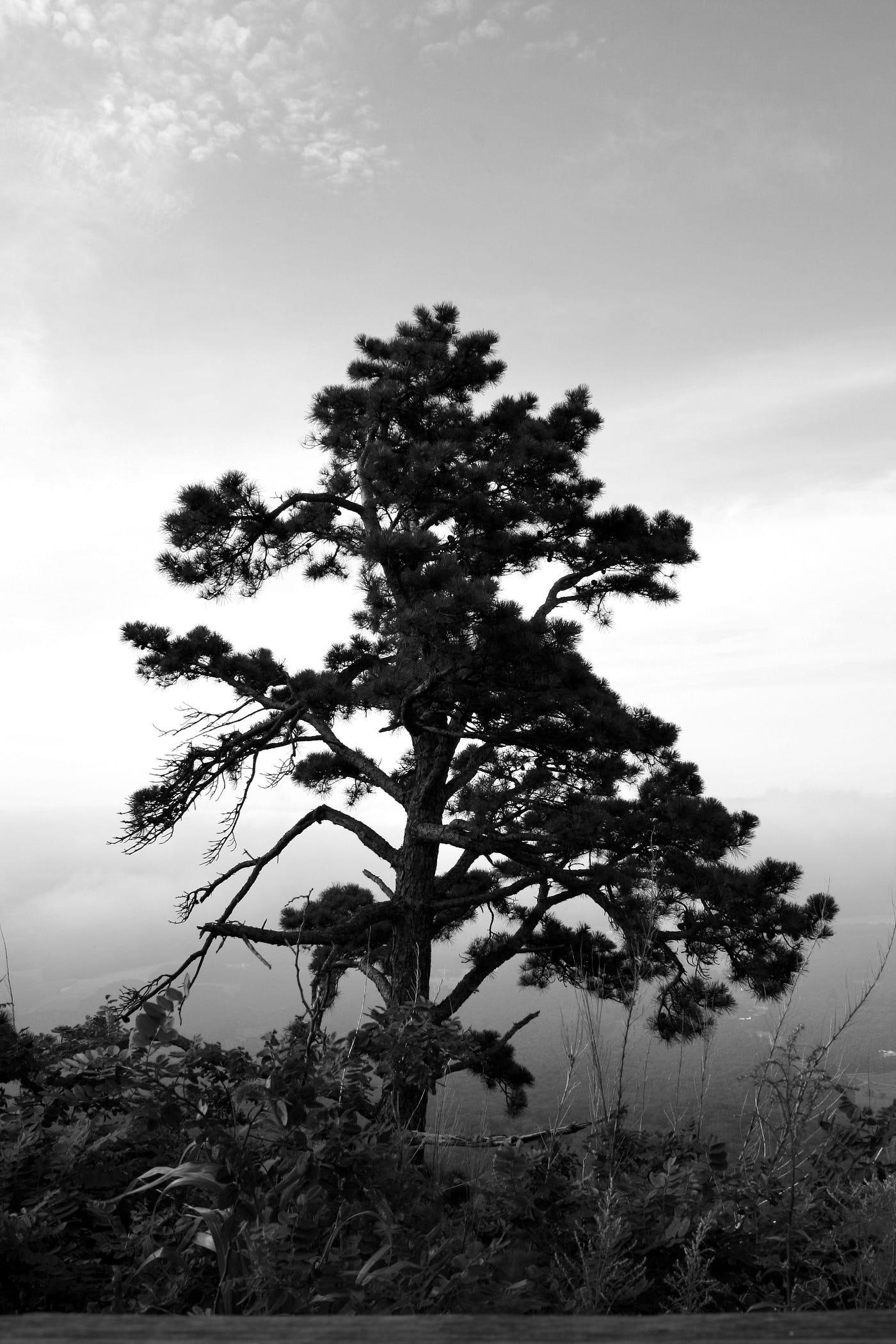 Pine Tree Black And White Photography