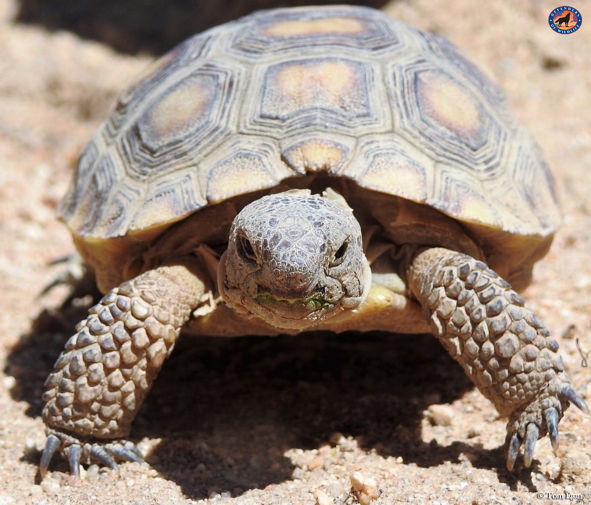 Californias State Reptile