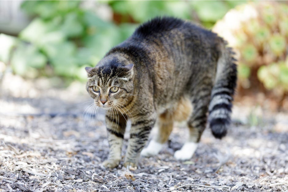 Cat Back Arch