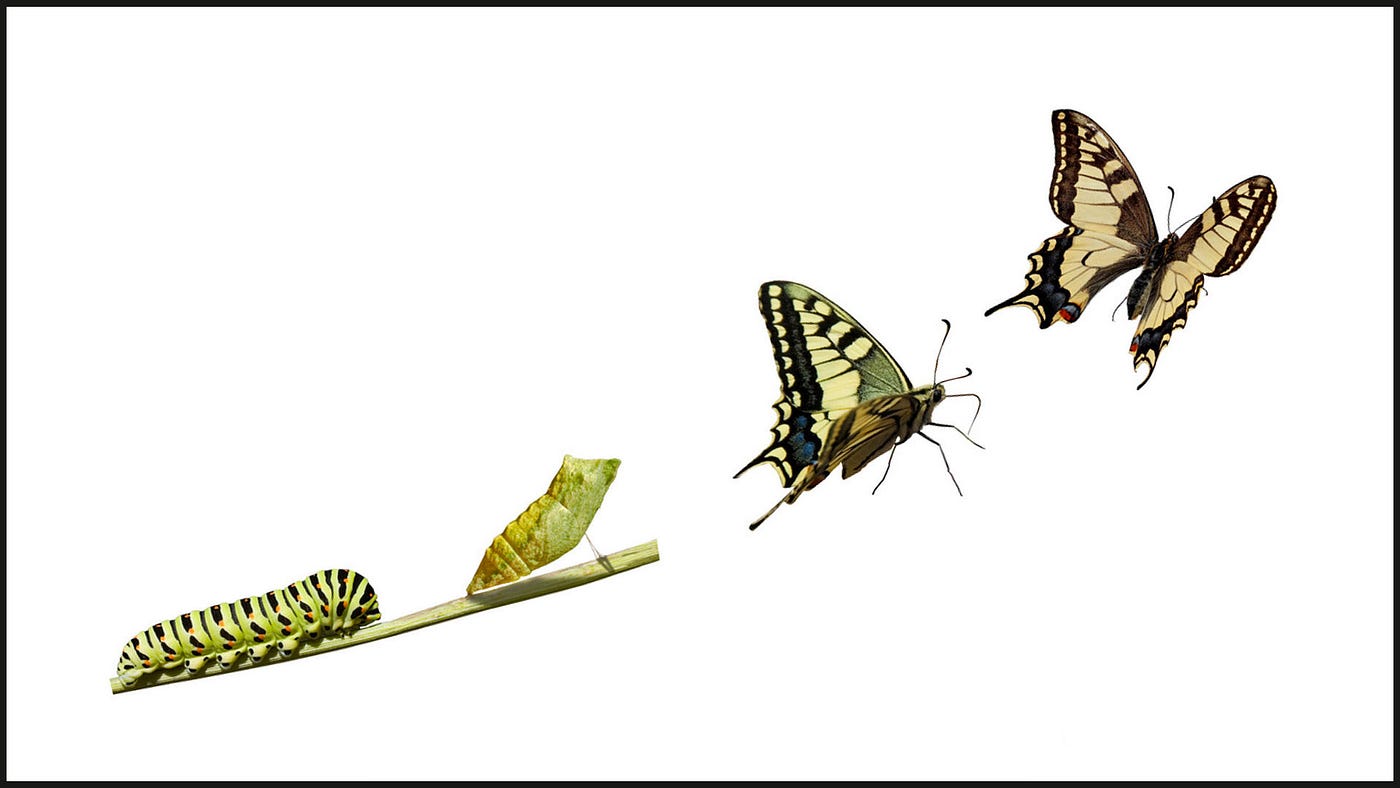 Caterpillar To Butterfly Transformation