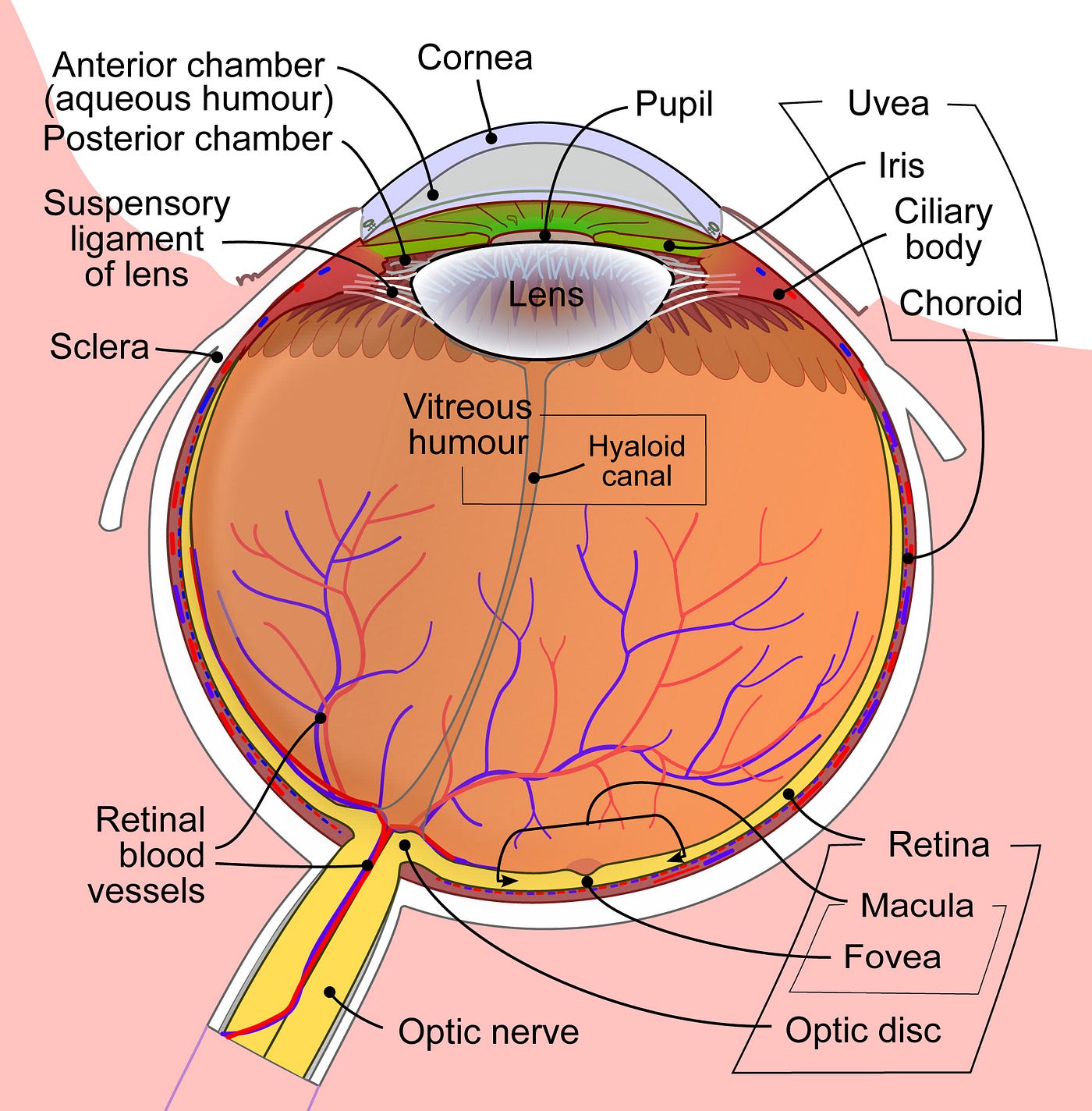 3d Model Of Structure Of Eye 3d Model Human Eye Anatomy