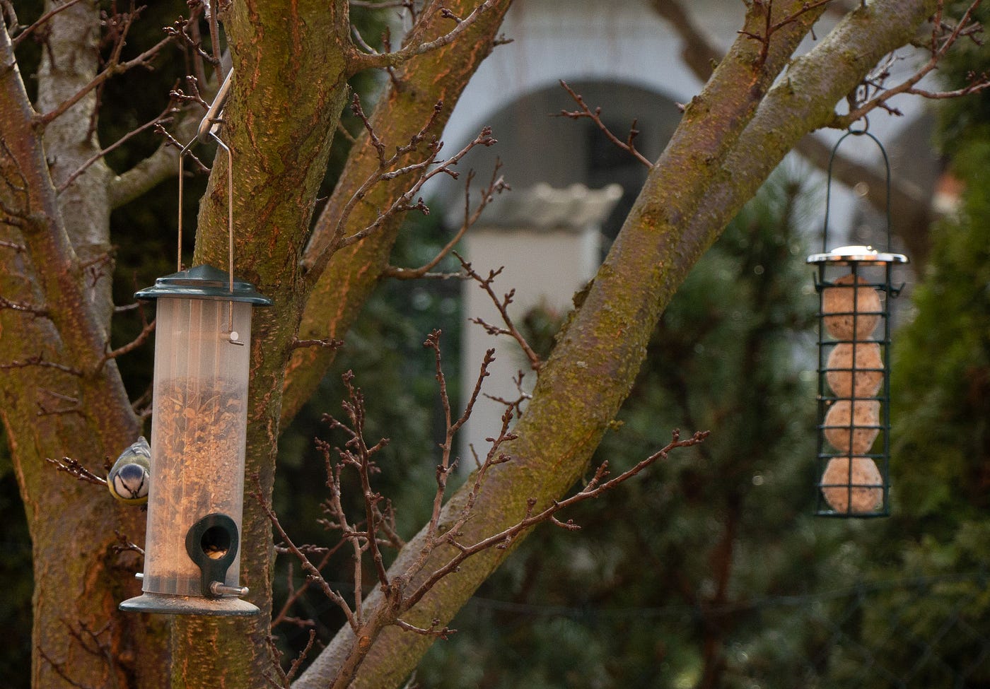 How to Hang a Bird Feeder in a Tree: Easy Tips for Perfect Placement ...