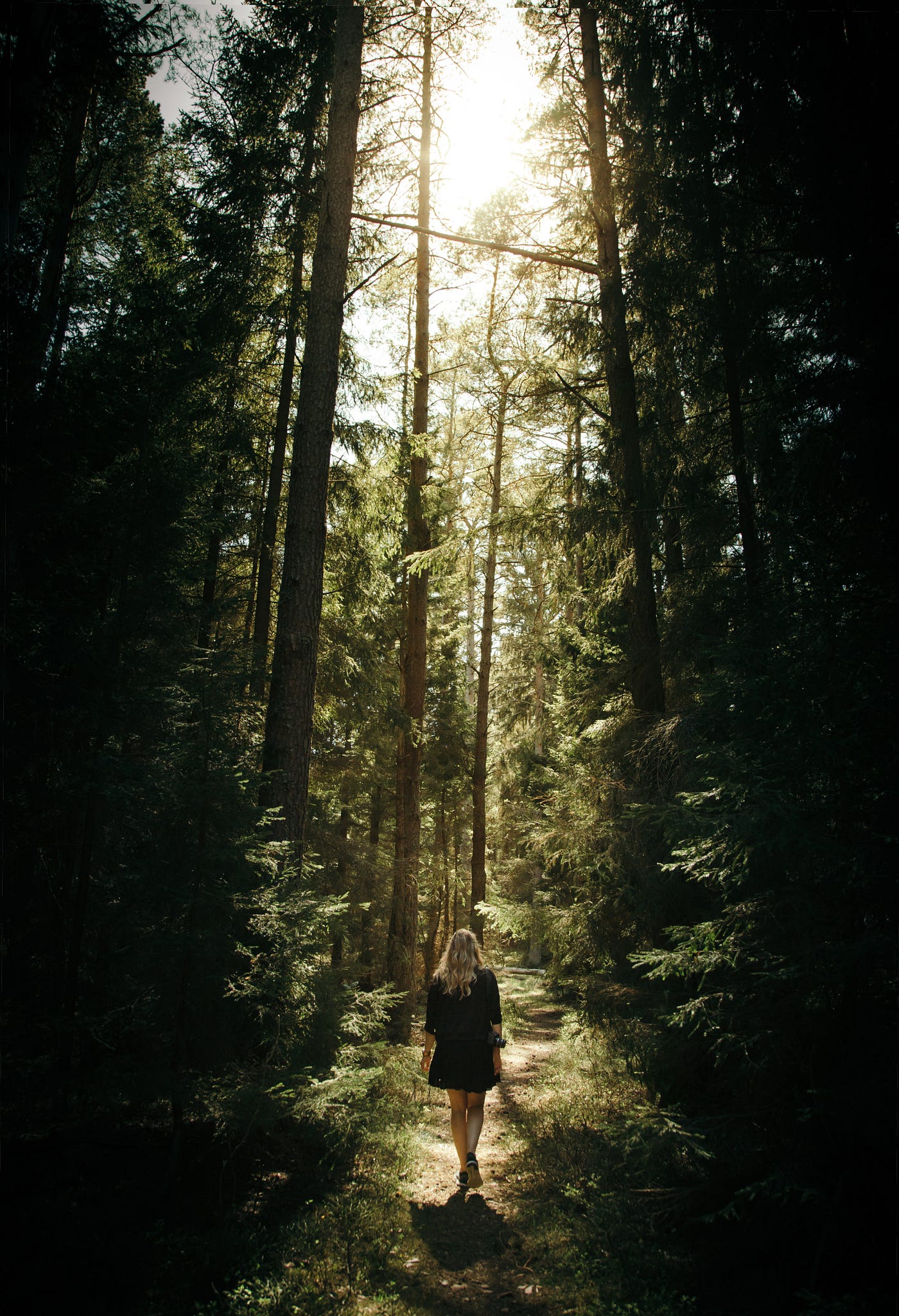 Light Forest Tumblr