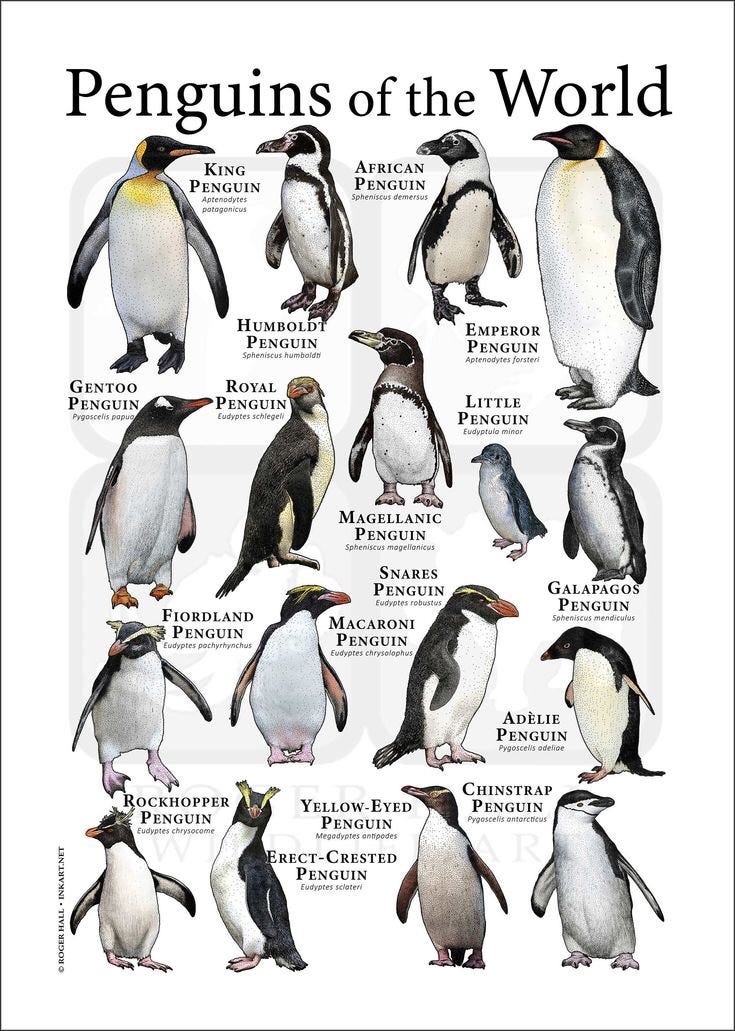 Adaptation Of Penguins