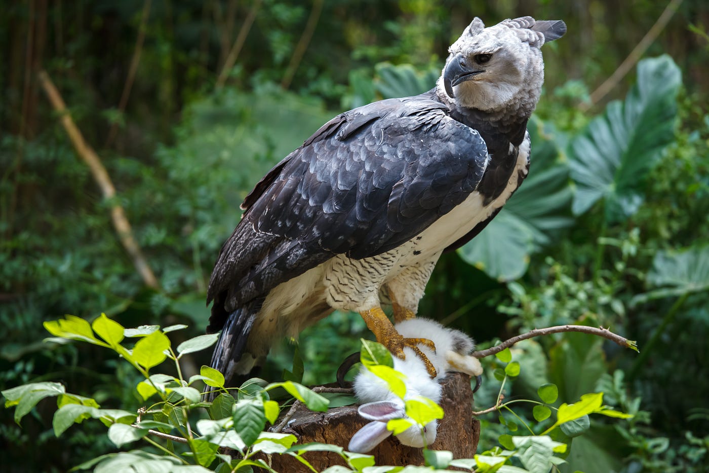 Amazon Rainforest Birds Of Prey