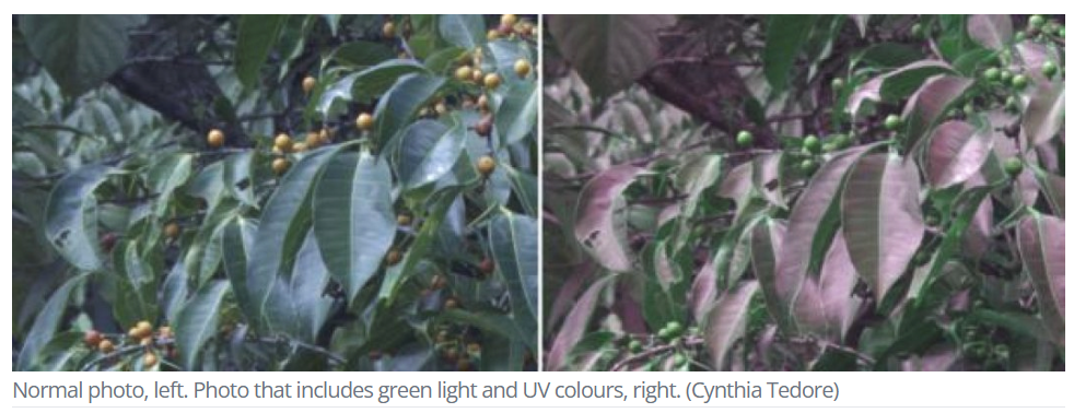 Can Birds See in Color: Unveiling Their Vivid Visual World - Birds