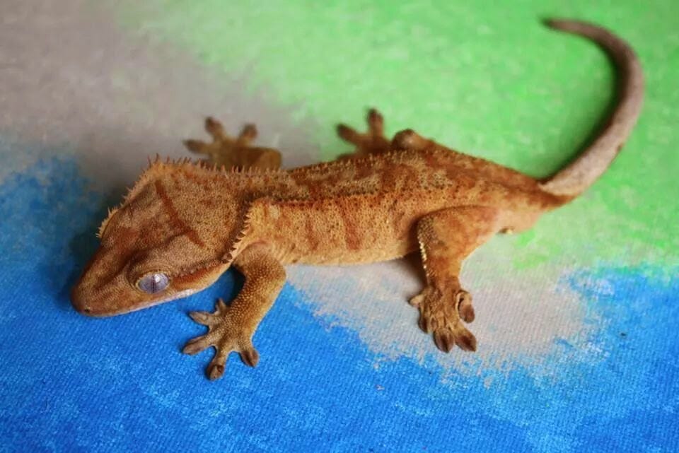 Crested Gecko Flame
