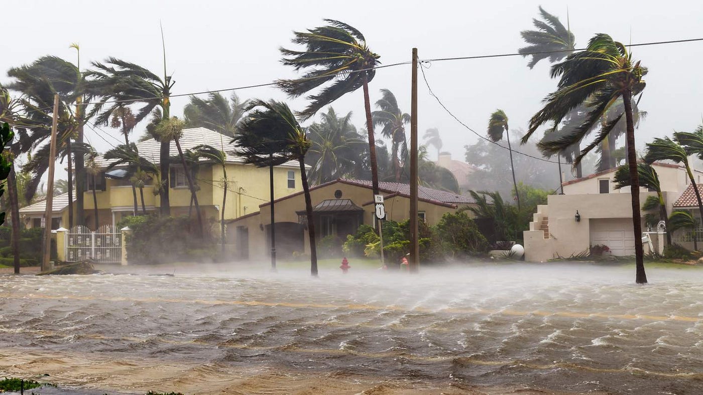 Hurricane Winds Palm Trees