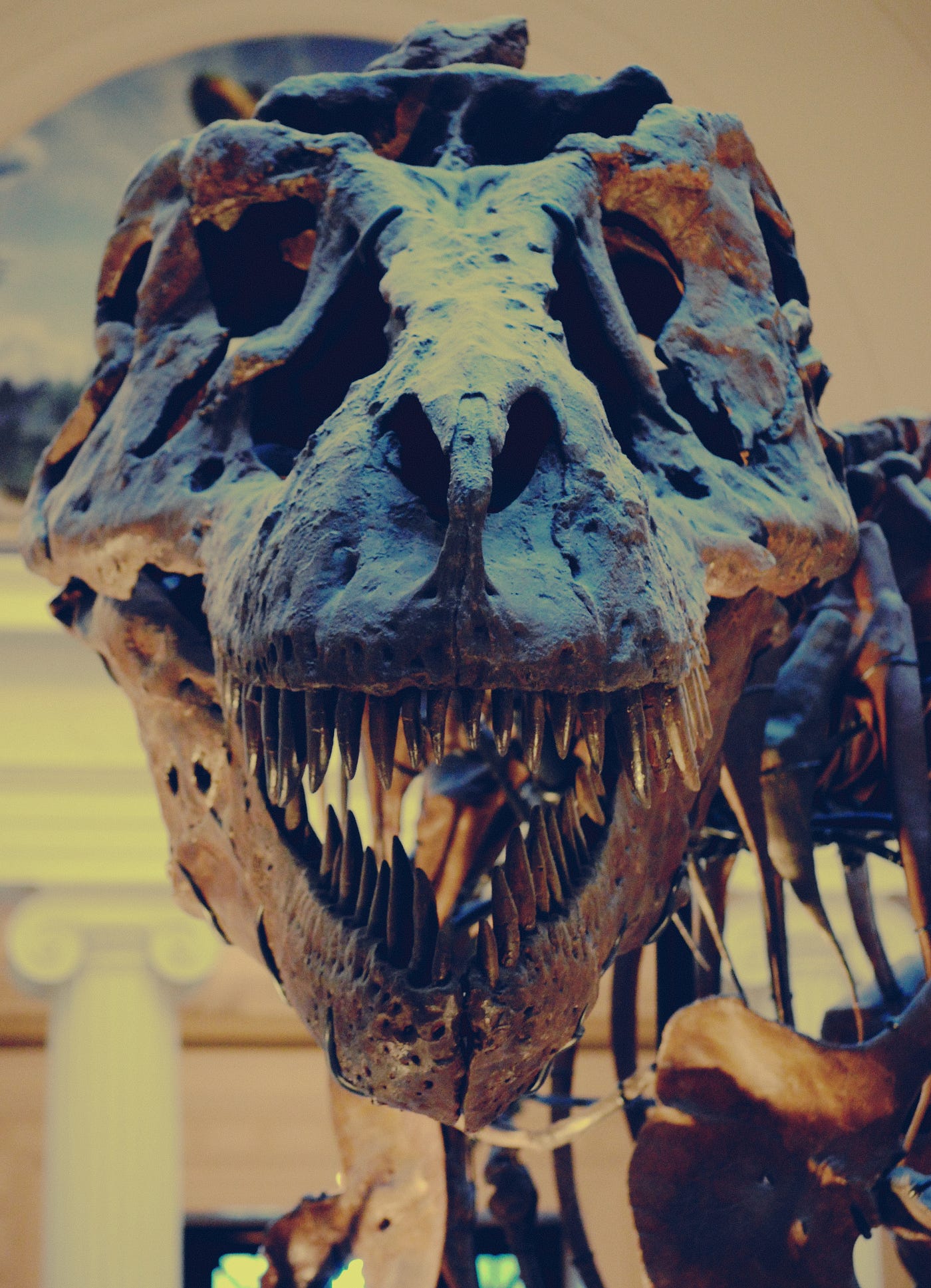 Tyrannosaurus Skull Front