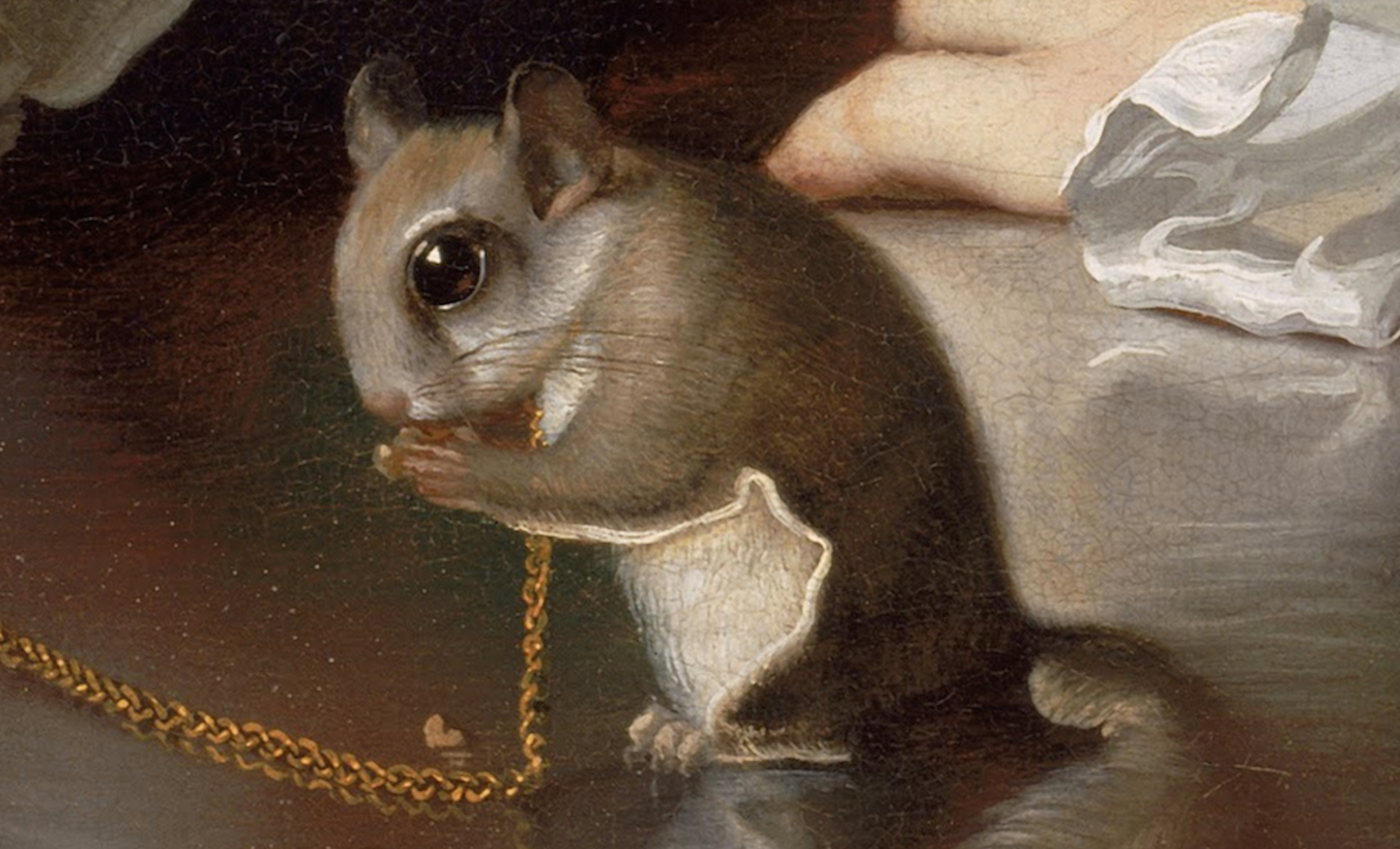 Flying Squirrels As Pets