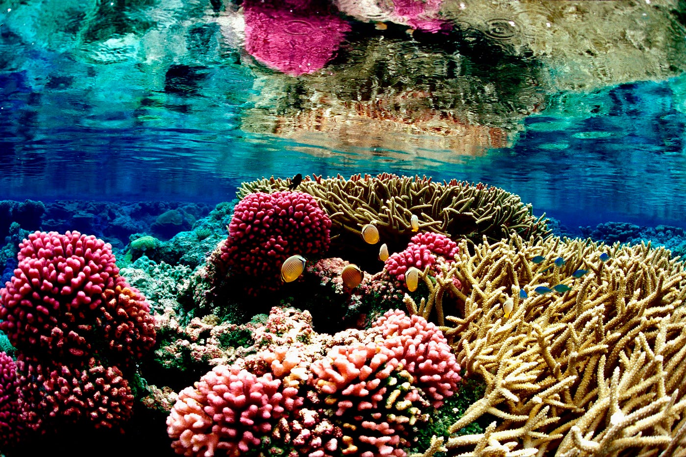 The Underwater Realm