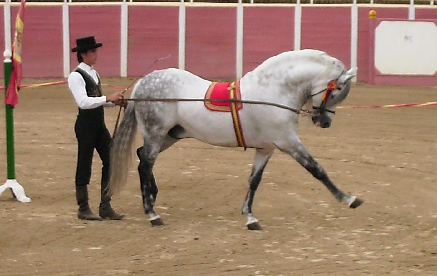 Andalusian Horse Jumping