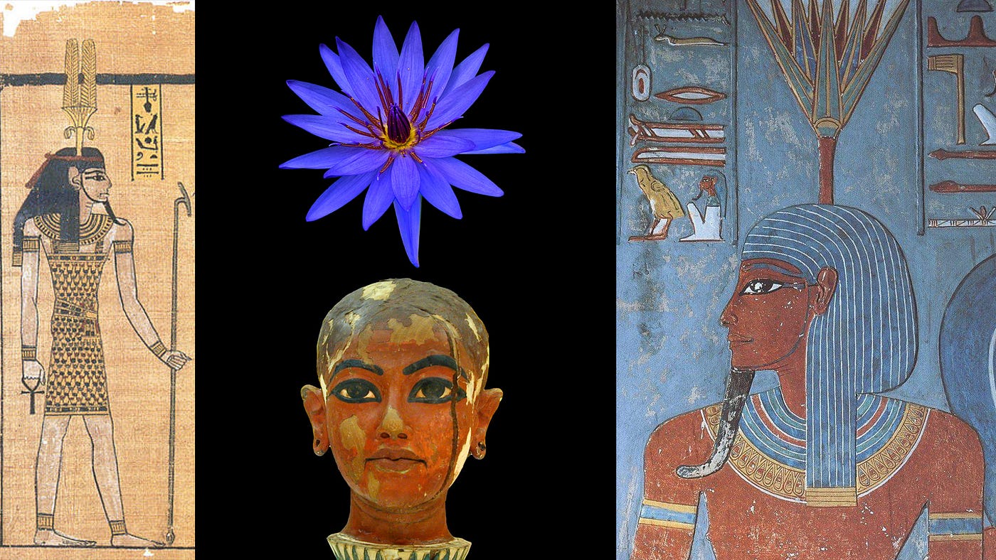 Egyptian Blue Water Lily