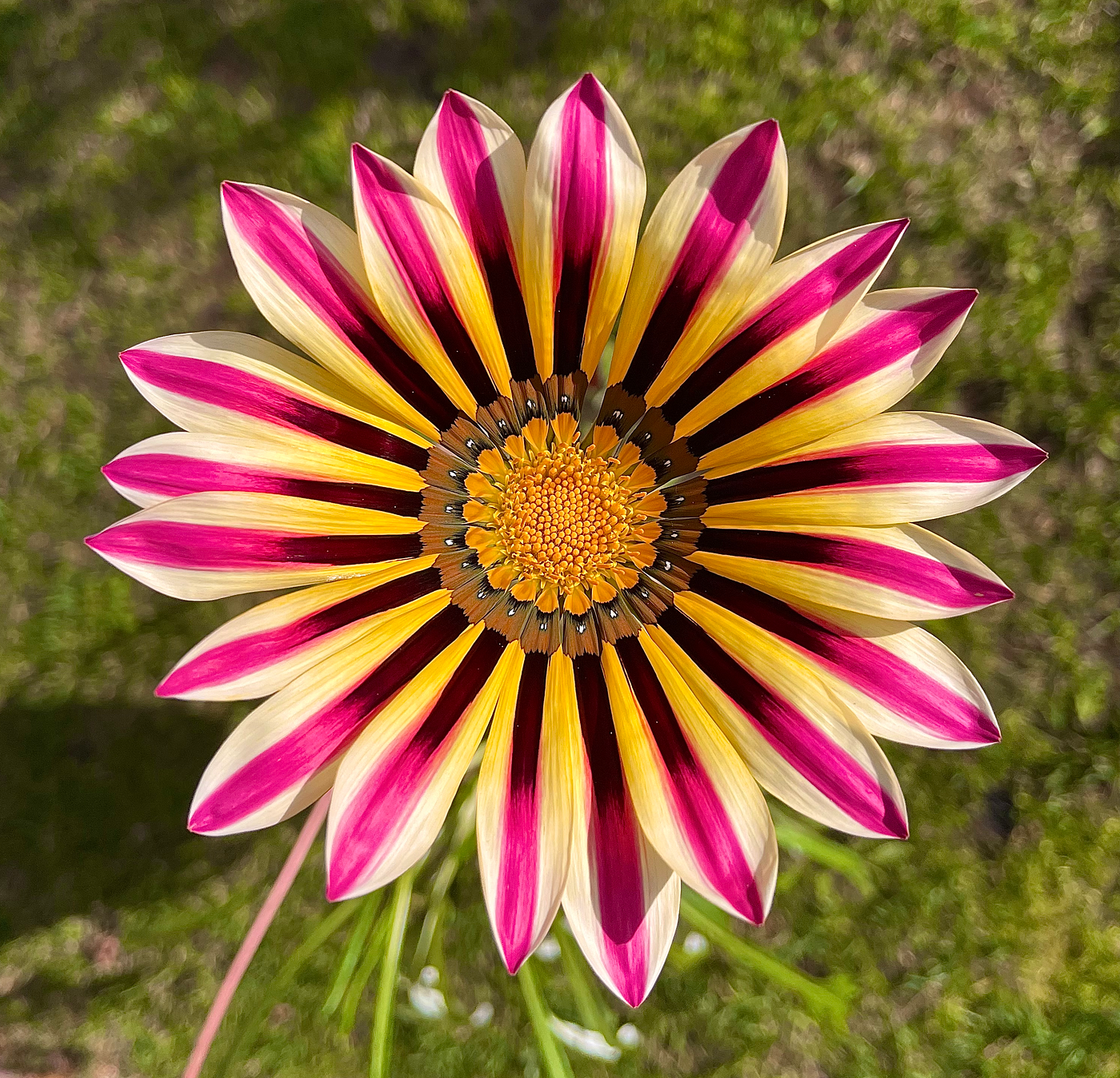 Gazania flower store