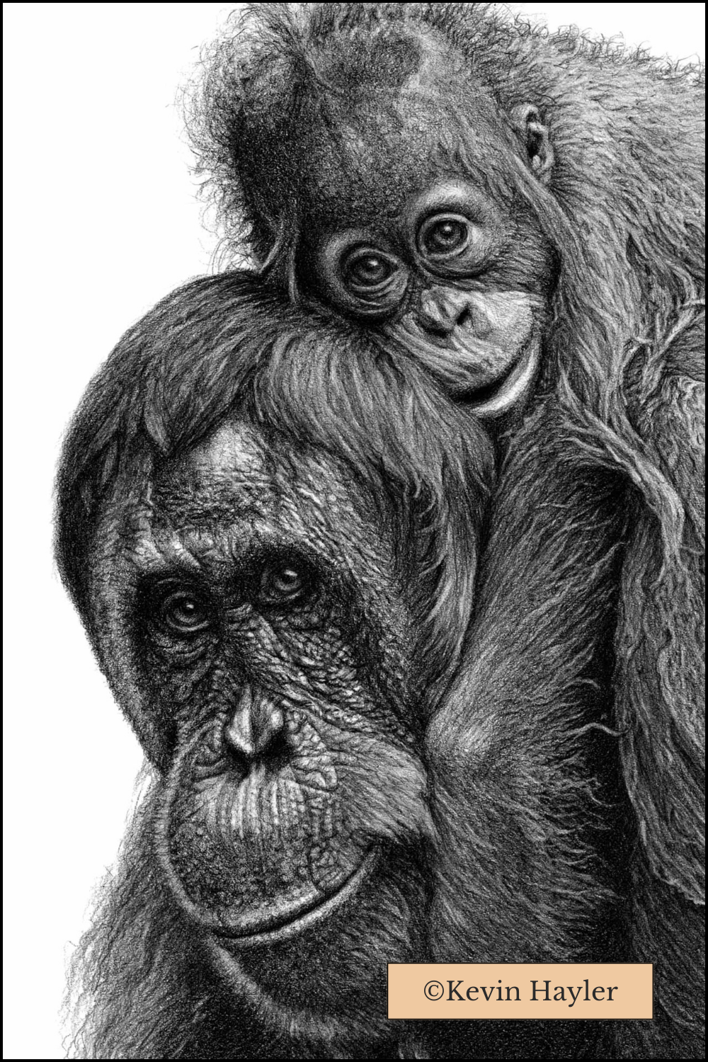 Pencil Drawing Of Wildlife Design Stack: A Blog About Art, Design And