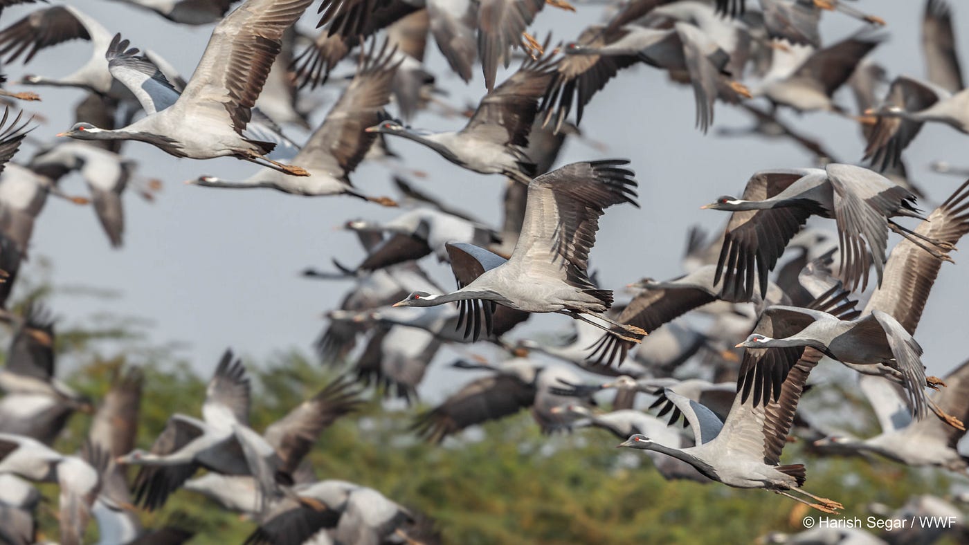 Which Birds Migrate to Asia: Top Species and Migration Secrets - Birds