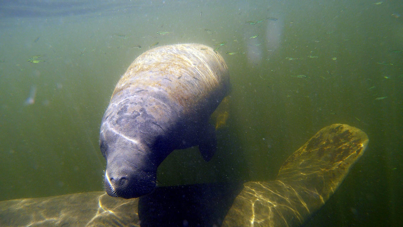 Real Manatees
