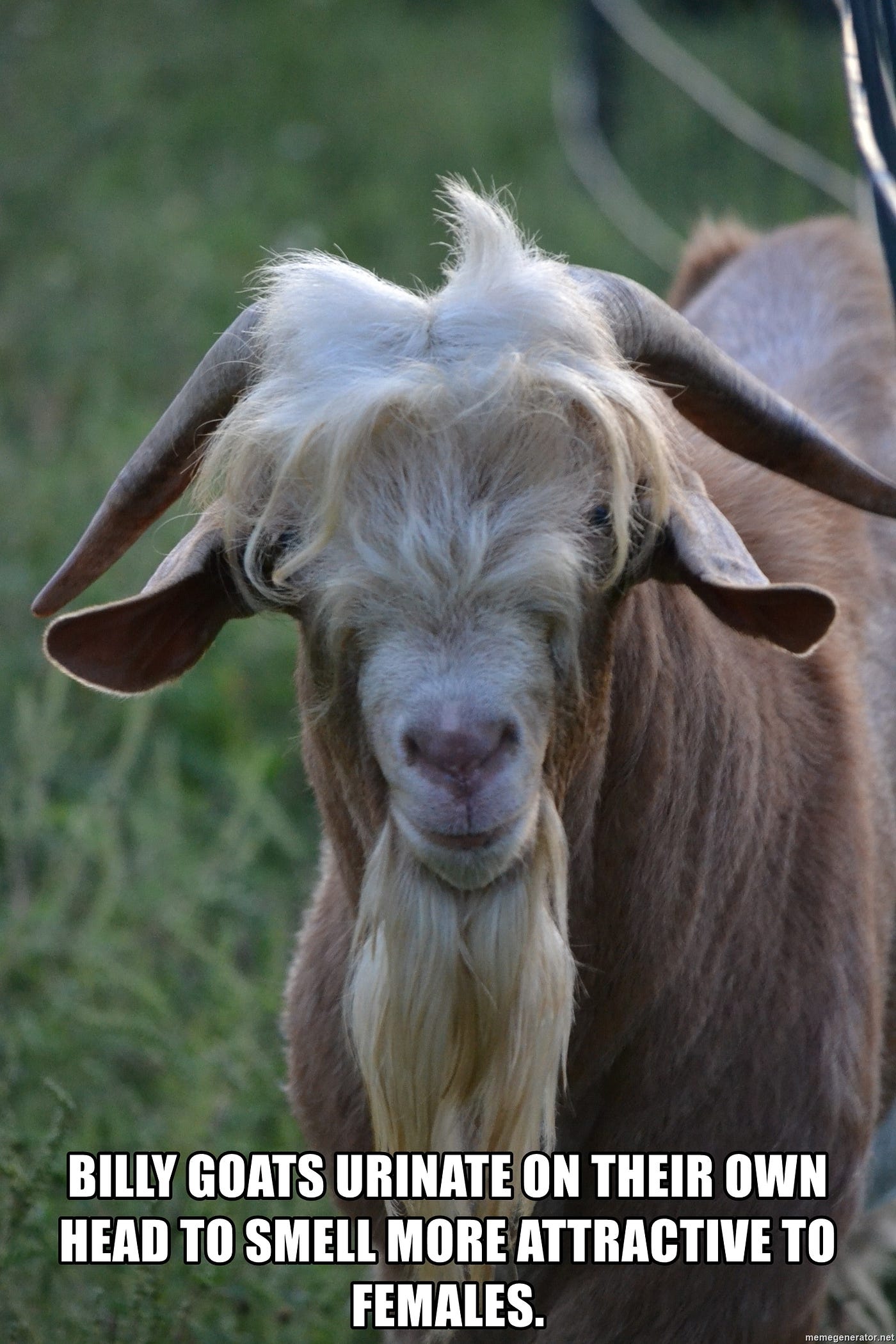 Ugly Goat