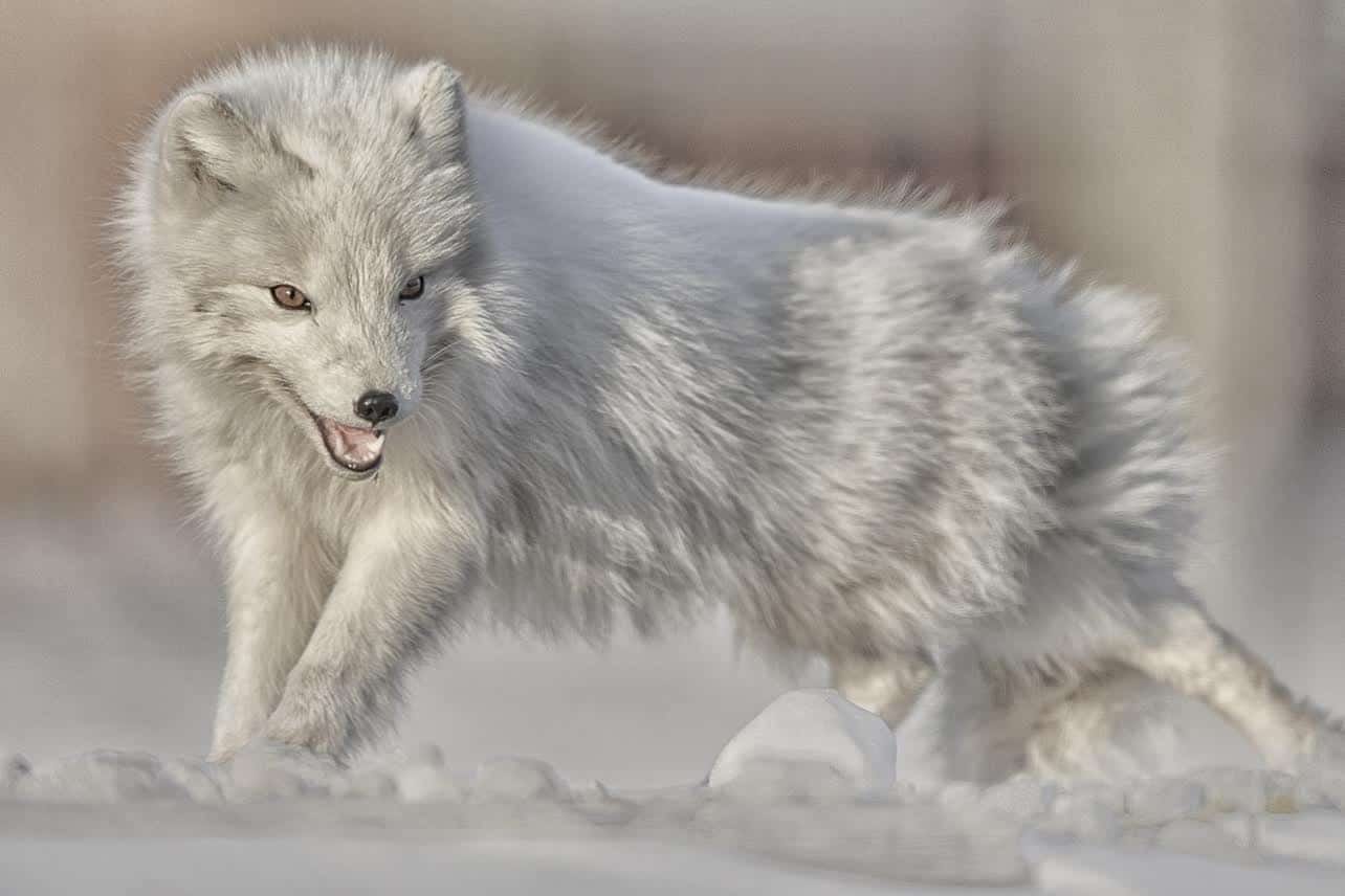 Beautiful White Fox 6+ Hundred Arctic Fox Kit Royalty Free Images,