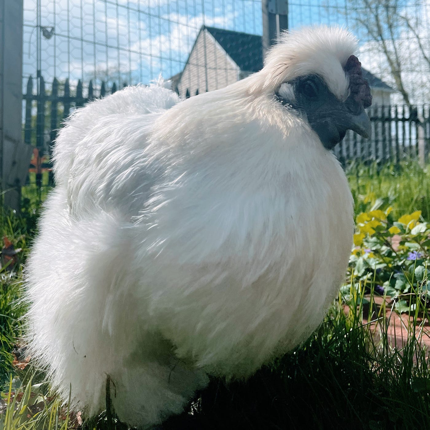 Fluffy White Chicken