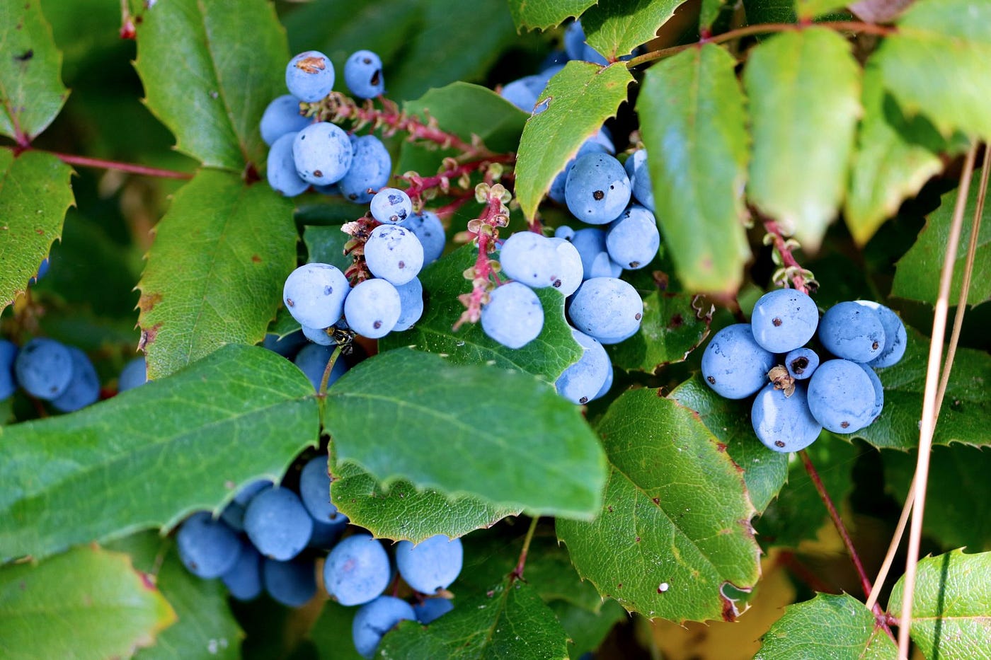 Edible Wild Berries In Eastern Washington State Are These Berries In