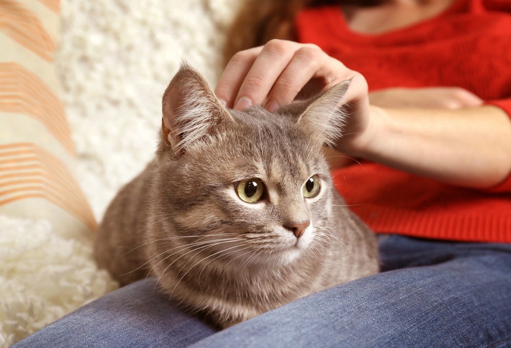Feels Good Cat