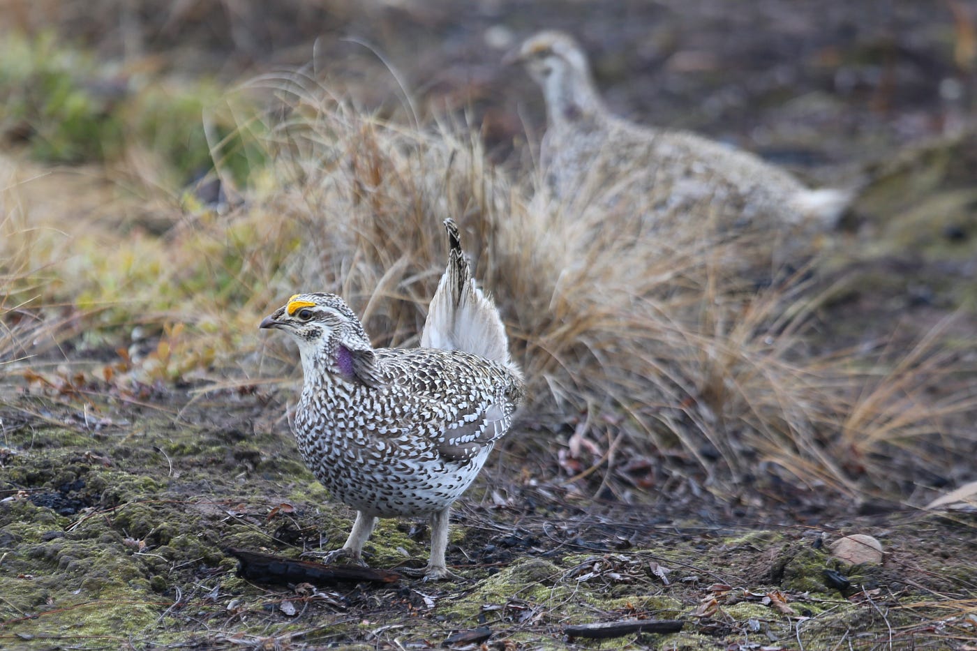 Sharp Tailed Grouse Male