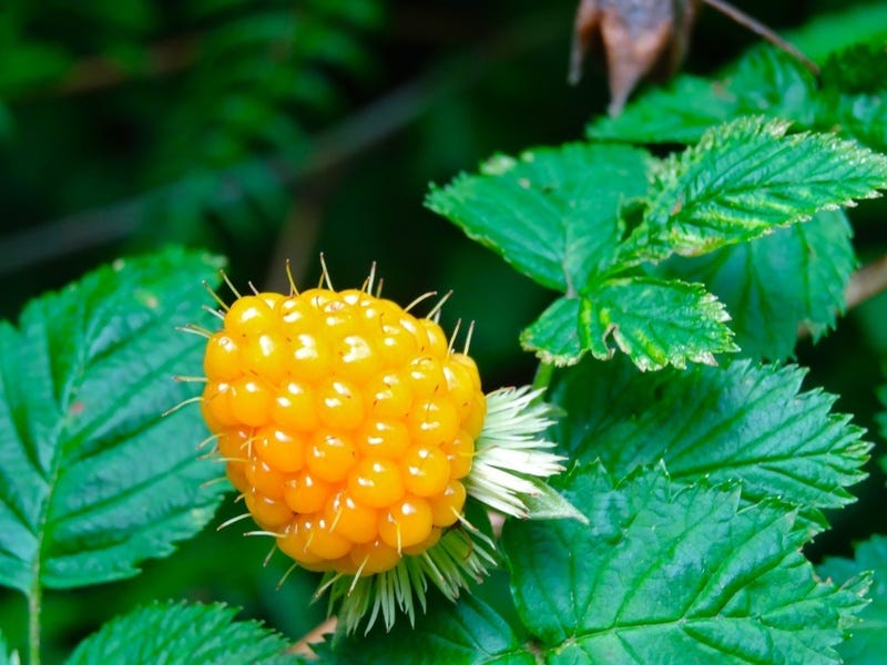 Orange Raspberries Oregon