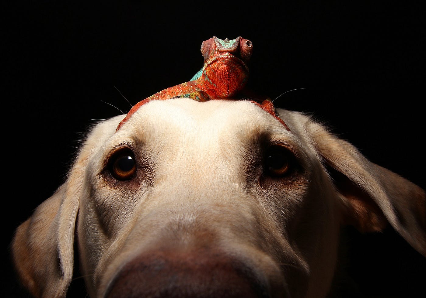 True Best Friend Animals