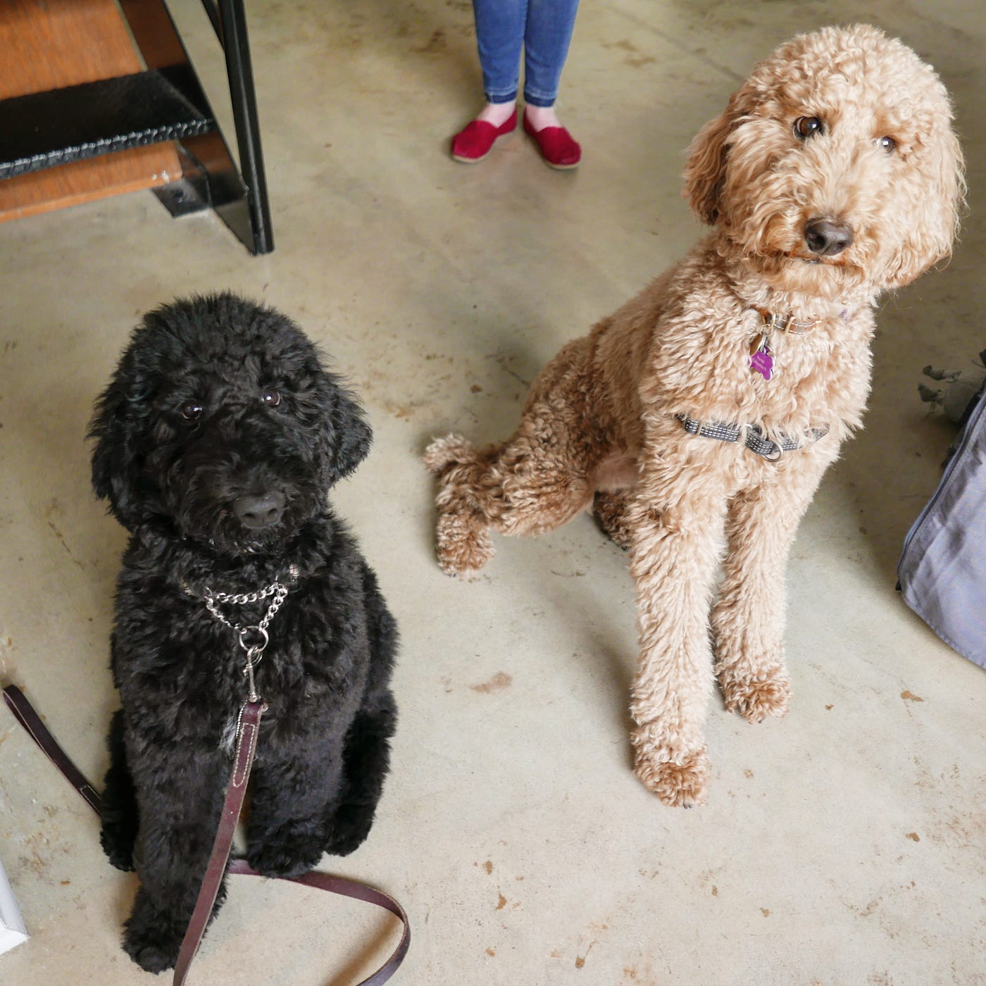 Lets Go On An Adventure Poodles