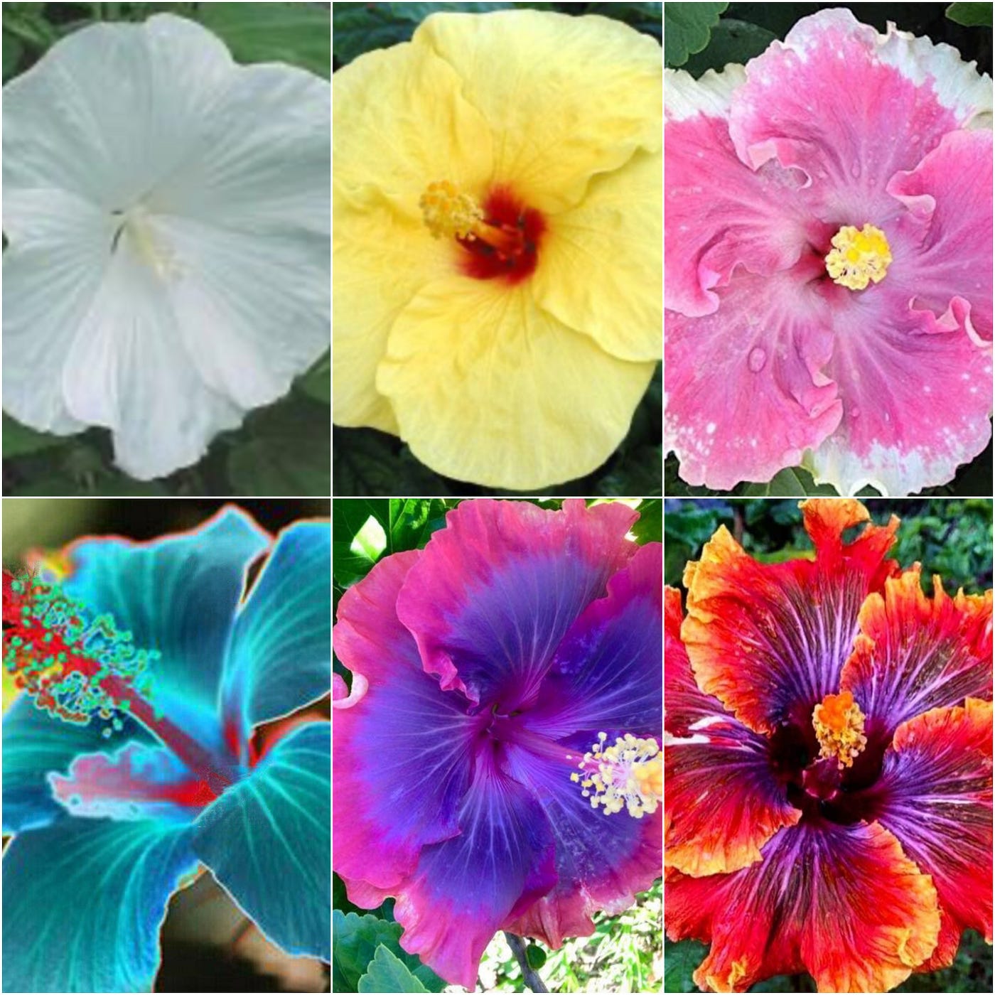 How Many Colours Are There In Hibiscus Flower