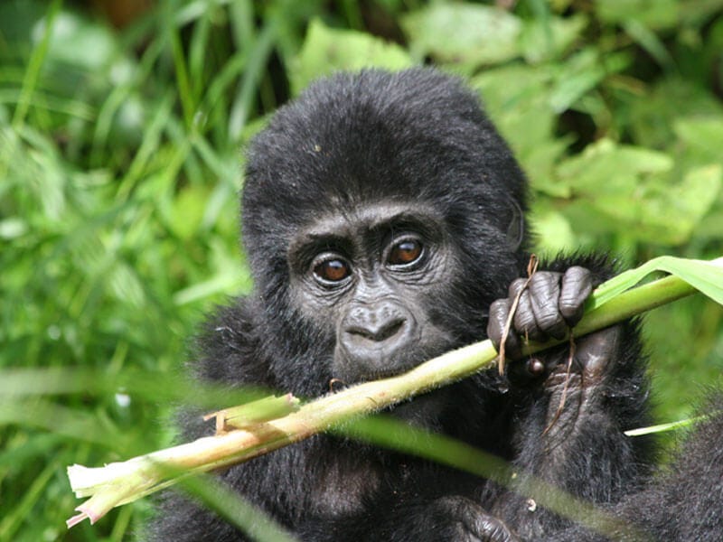 Mountain Gorilla Diet