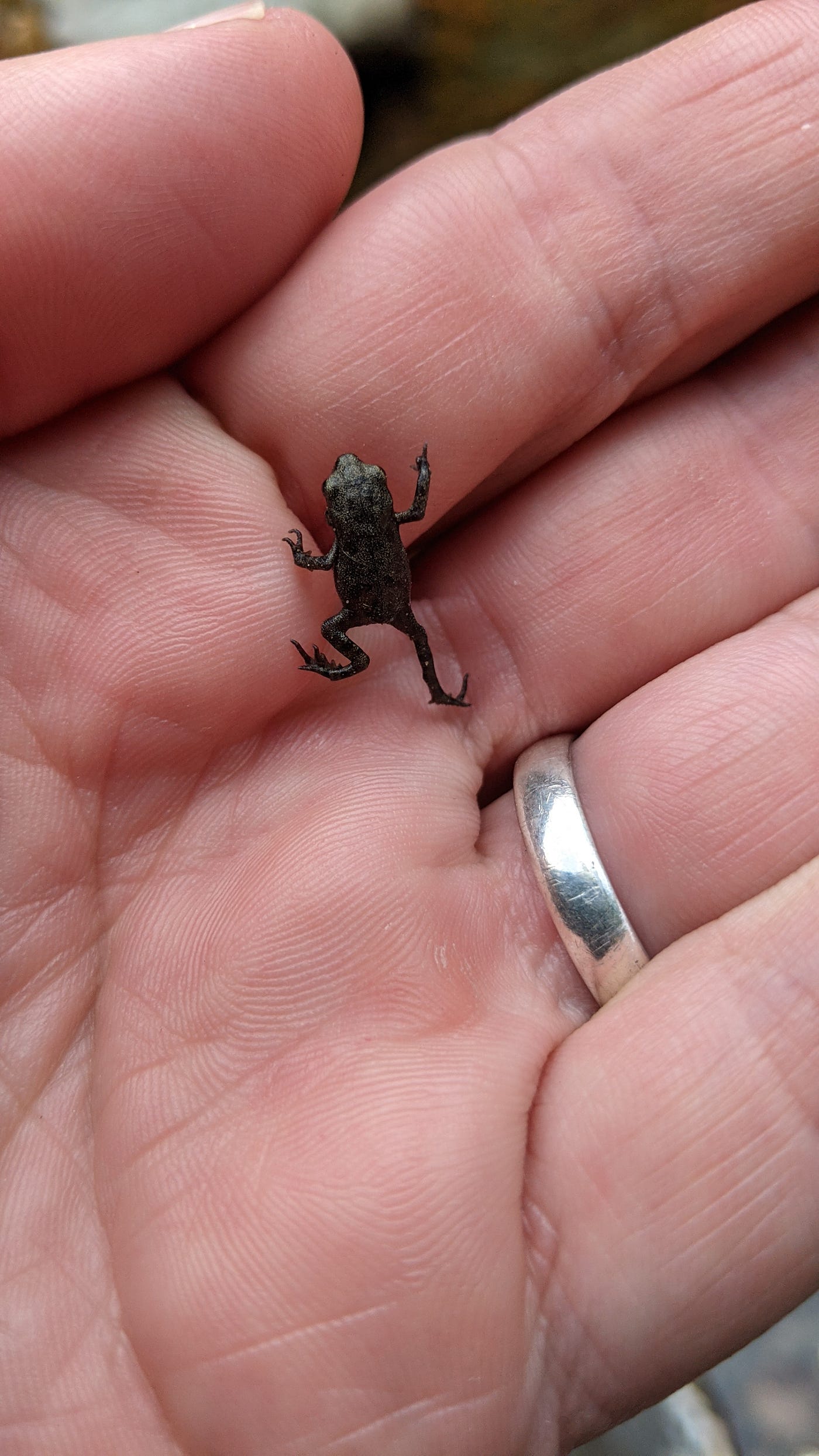 Smallest Frog In The World