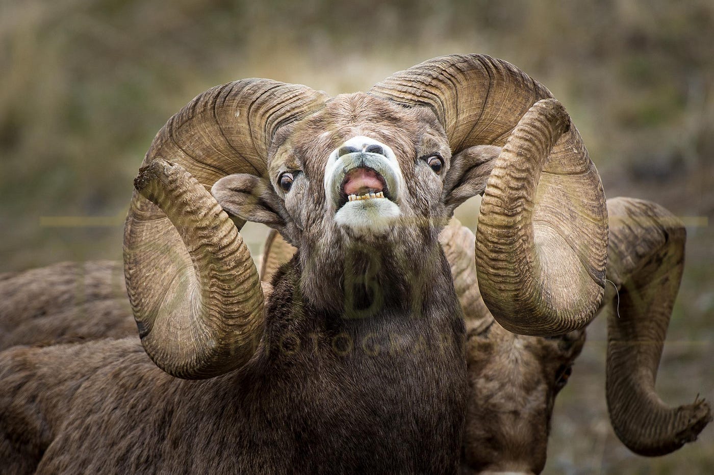 World Record Dall Sheep