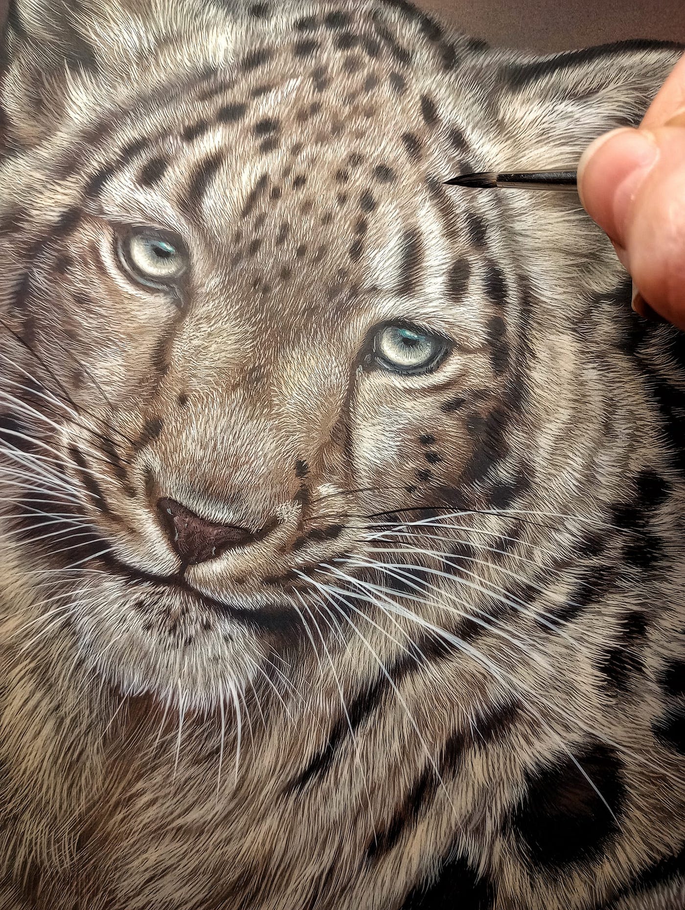 Endangered Animal Sketches Let's Draw Endangered Species! : )
